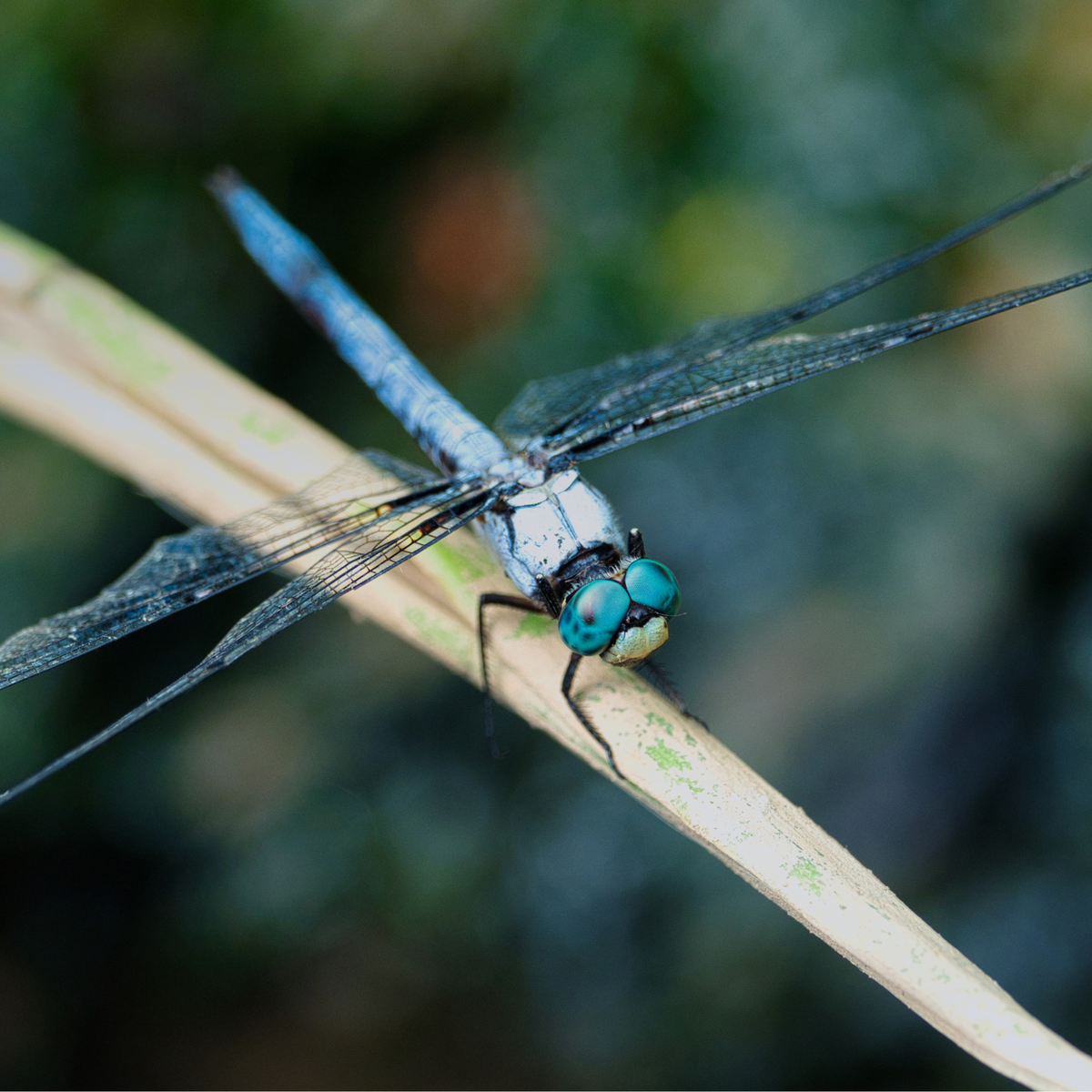 From Macro to Micro: Discovering the Hidden Wonders of Nature – Earthly ...